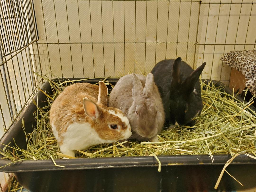 Litter Box Setup for Success – Lucky Bunny Rabbit Rescue